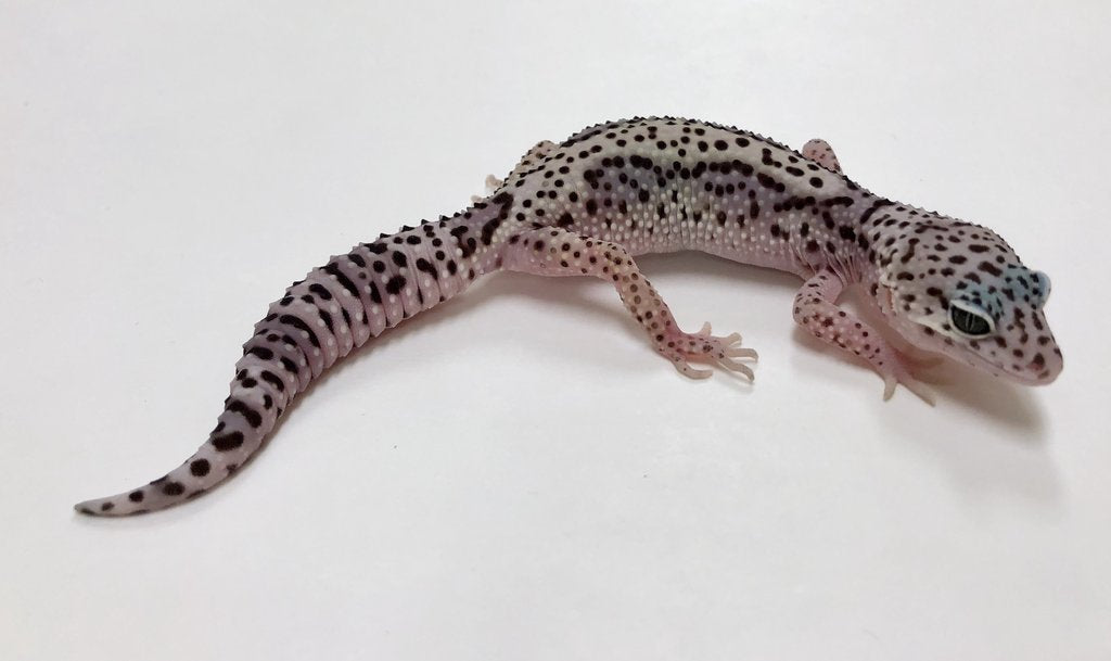 2018 BOLD MACK SNOW – BHB Reptiles