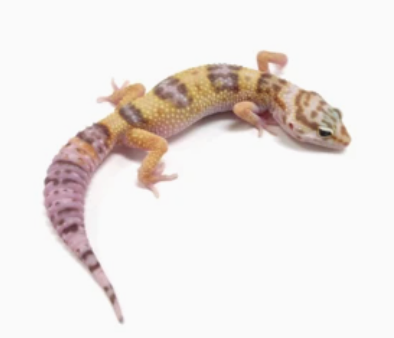 2021 PASTEL LEOPARD GECKOS FOR SALE I BUY LEOPARD GECKOS – BHB Reptiles