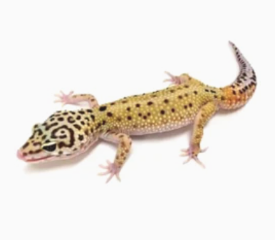 2021 PATTERNLESS STRIPE LEOPARD GECKOS FOR SALE – BHB Reptiles
