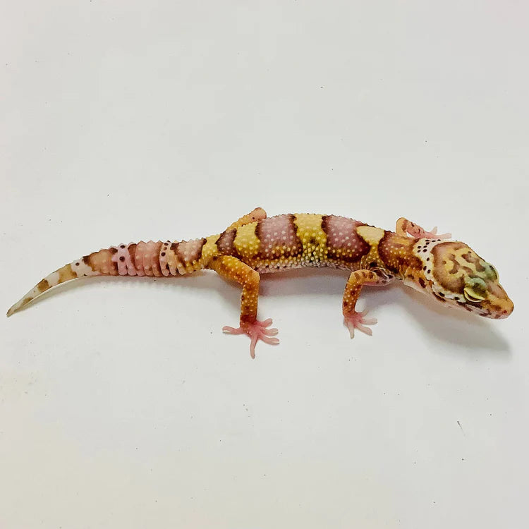 2022 Radar – BHB Reptiles