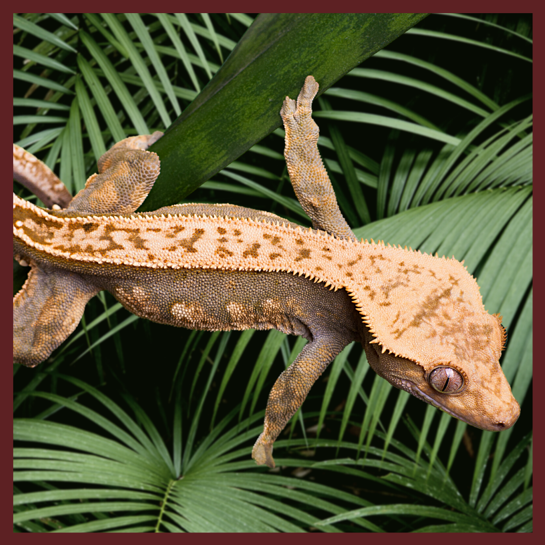 Crested Geckos For Sale - BHB Reptiles - Reptile Breeding Since 1989