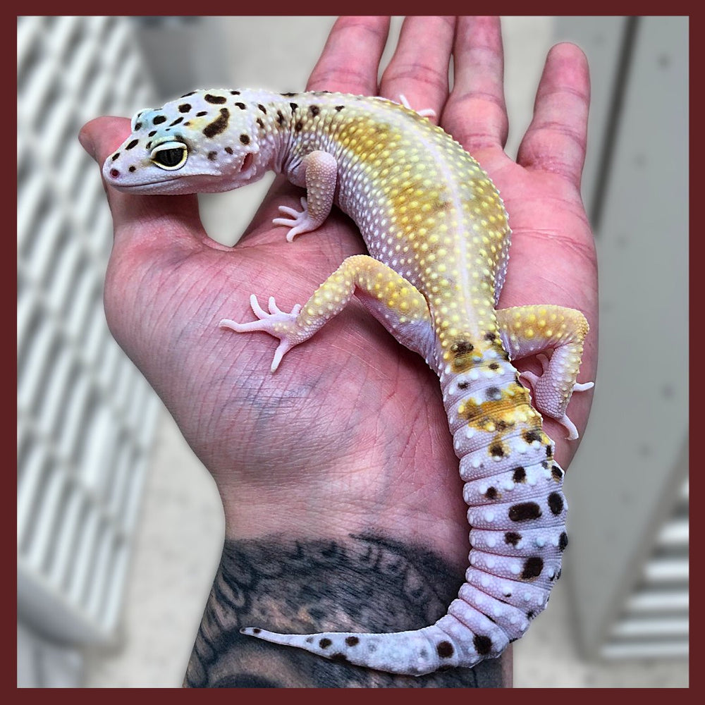 Snakes For Sale! Geckos For Sale! Variety of Snakes, Geckos & Reptiles ...