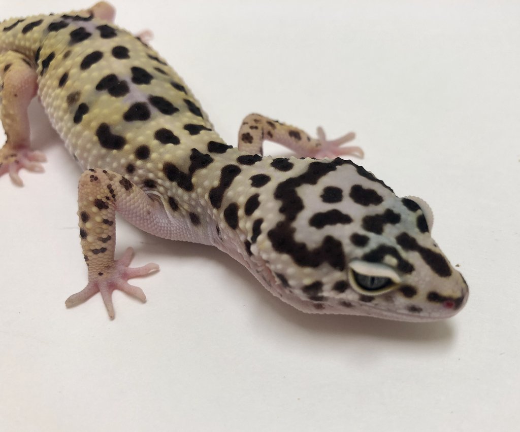 2018 MACK SNOW W/Y – BHB Reptiles