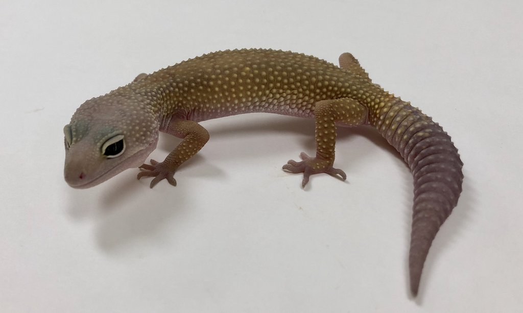 2018 MURPHY PATTERNLESS – BHB Reptiles