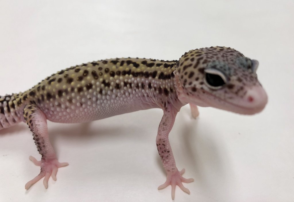 2018 PATTERNLESS STRIPE – tagged "Super Snow" – BHB Reptiles