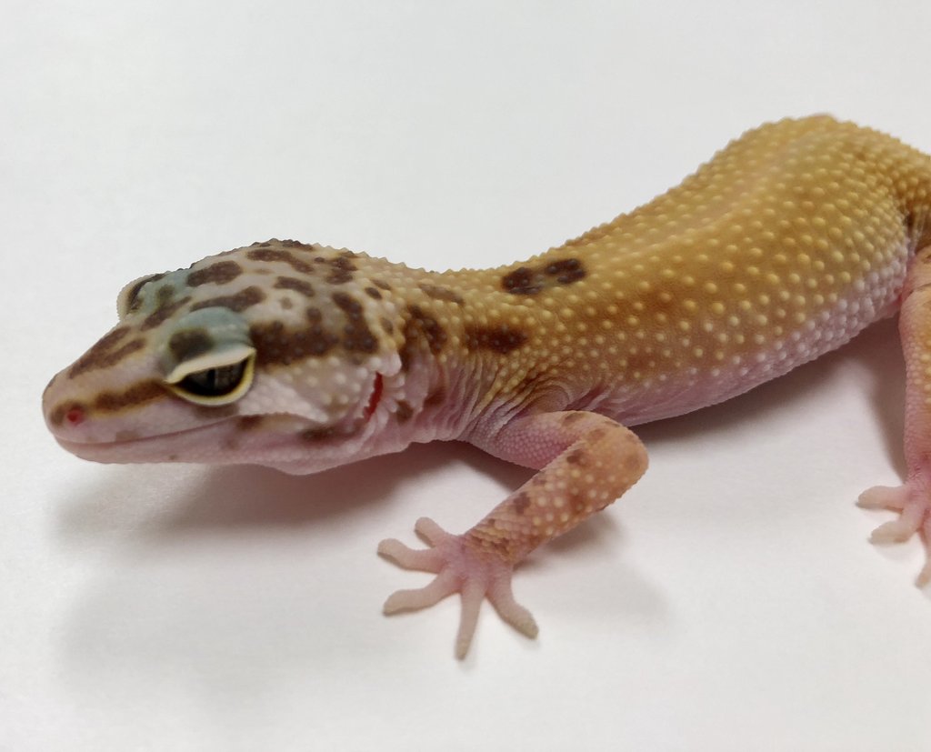 2018 RAPTOR – BHB Reptiles