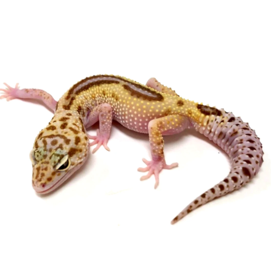 2020 ALL FEMALES – BHB Reptiles