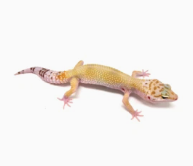2020 RAPTOR – BHB Reptiles