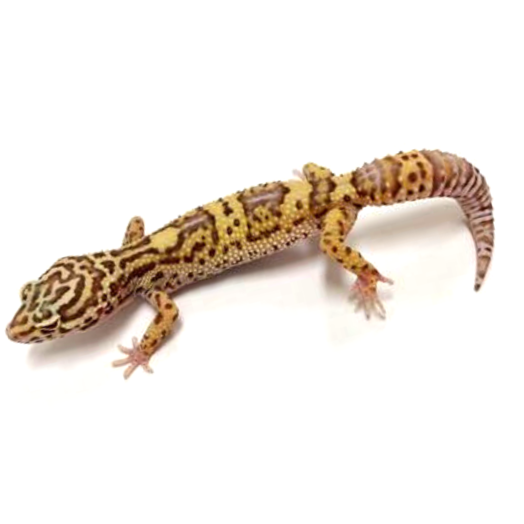 2019 RADAR – BHB Reptiles