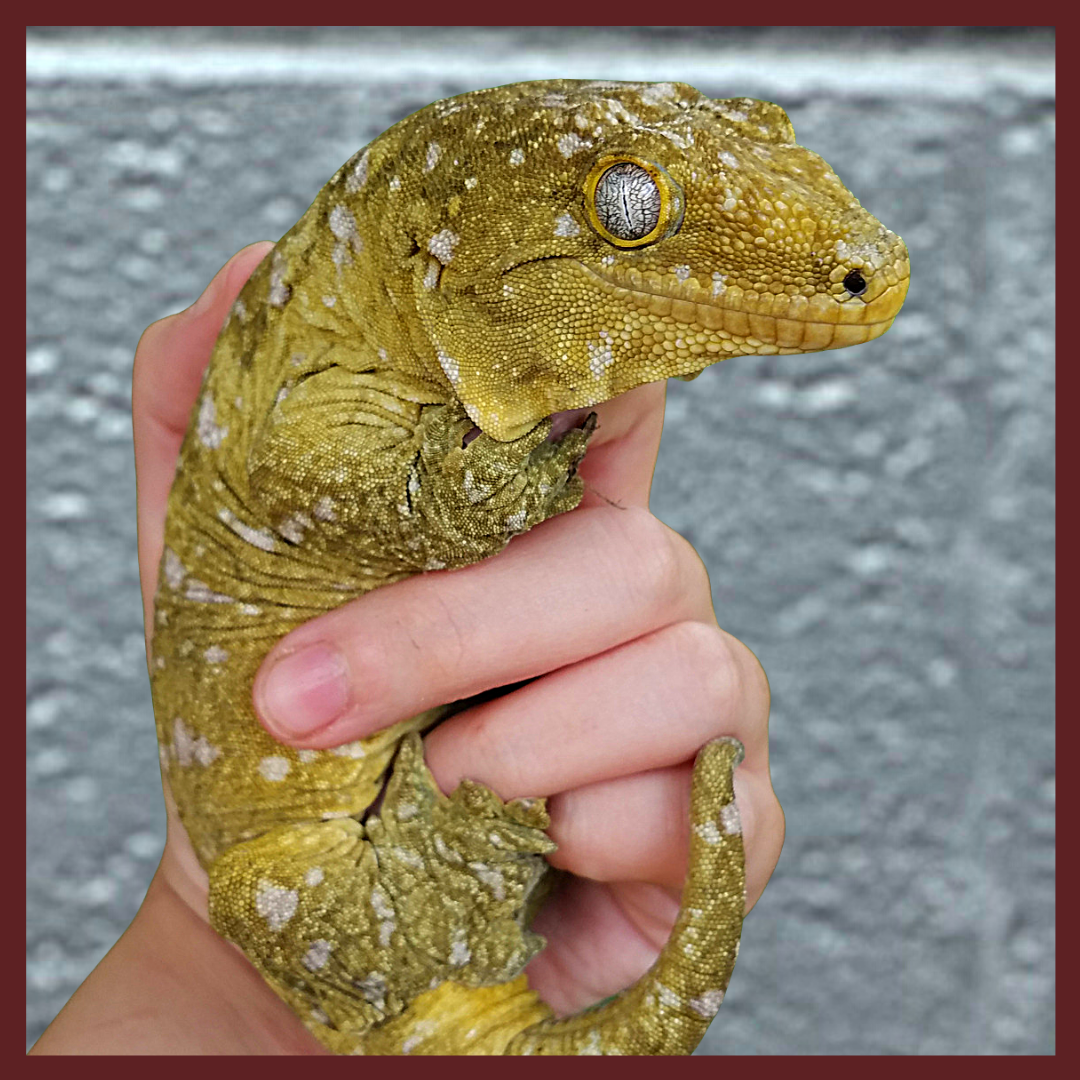 Leachianus For Sale - New Caledonian Giant Geckos - BHB Reptiles ...