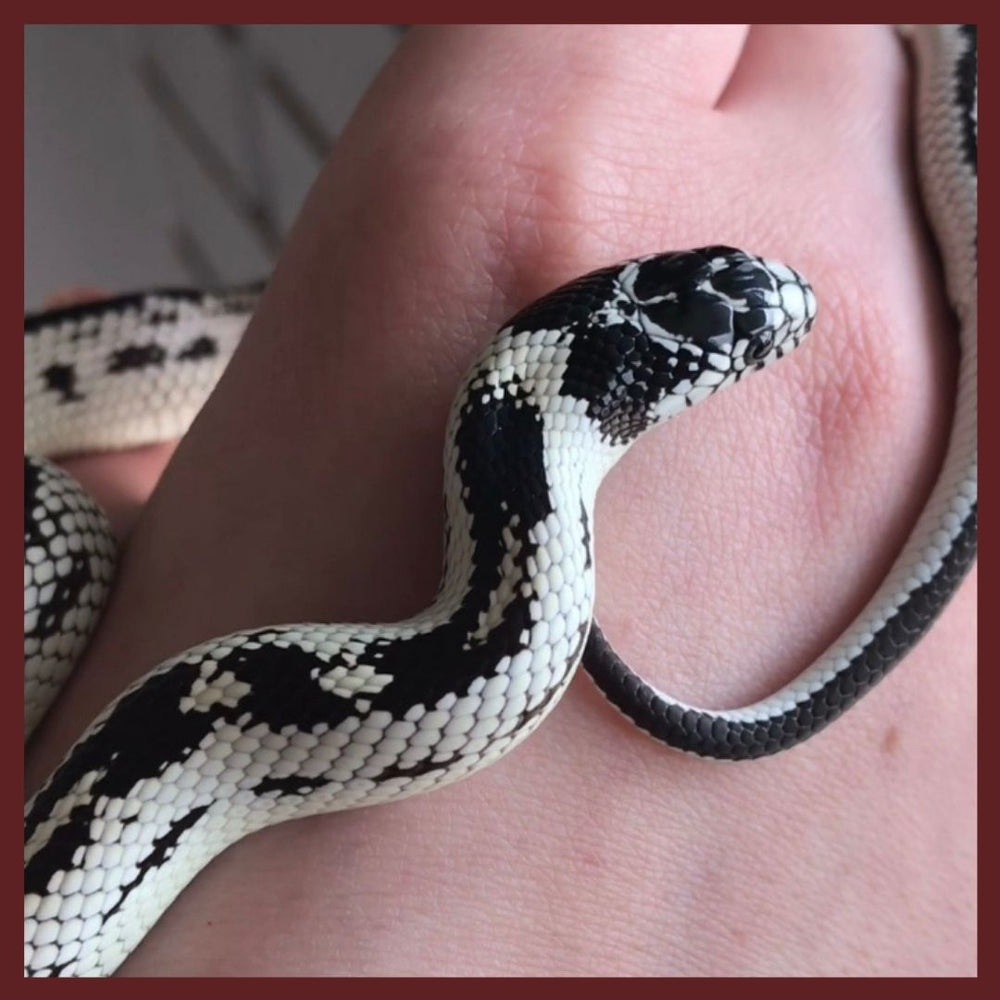 Snakes For Sale! Geckos For Sale! Variety of Snakes, Geckos & Reptiles ...