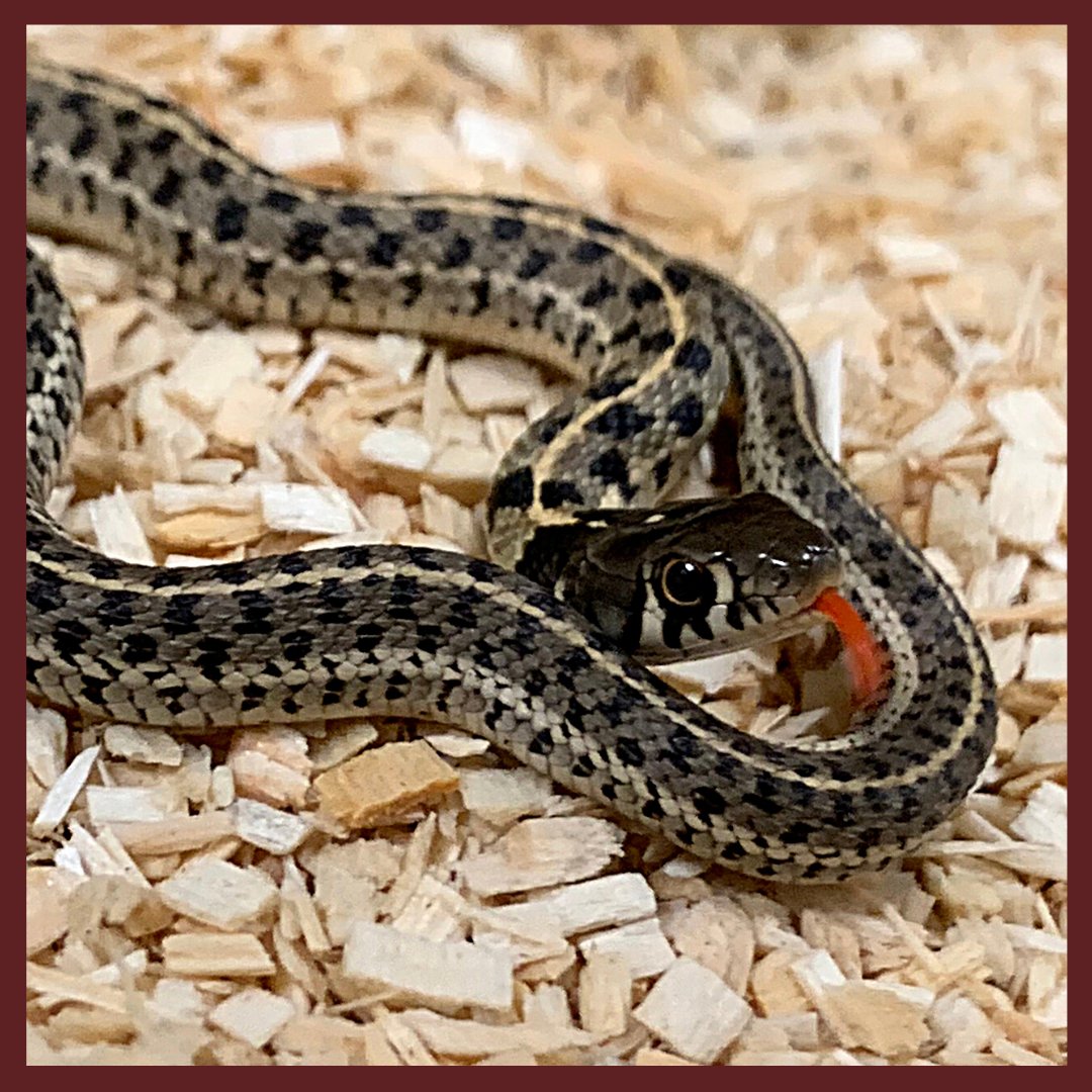 Garter Snakes – BHB Reptiles