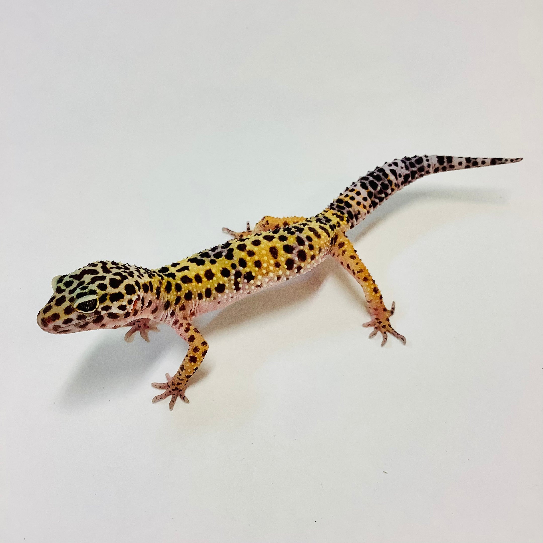 2021 LEOPARD GECKOS – BHB Reptiles