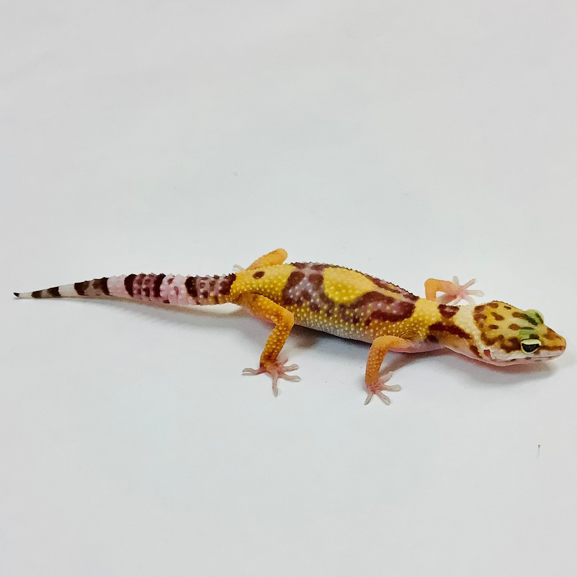 2021 MACK SNOW TREMPER ALBINO LEOPARD GECKOS FOR SALE – tagged "Mack ...