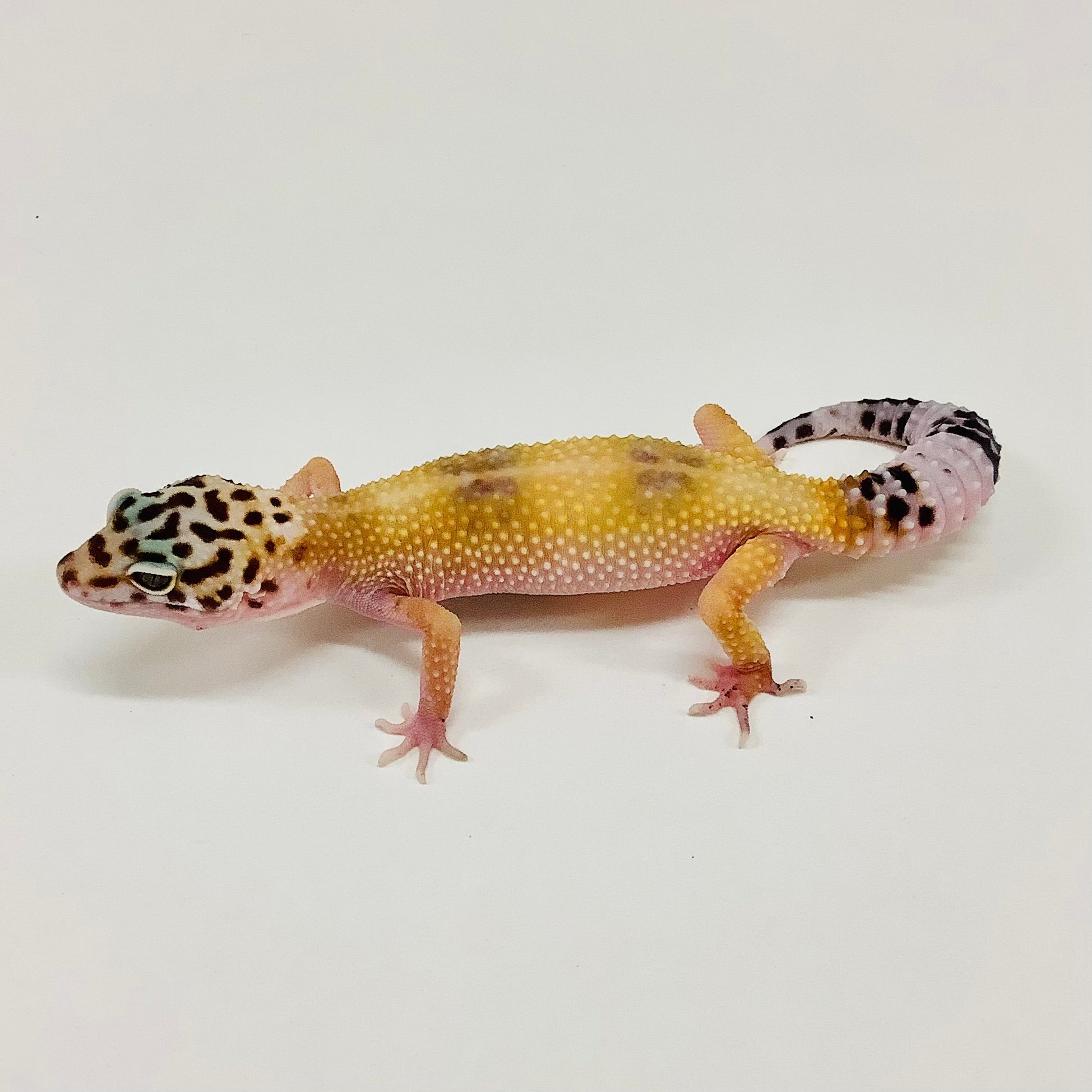 2021 HYPO LEOPARD GECKOS FOR SALE I PURCHASE HYPO LEOPARD GECKOS ...