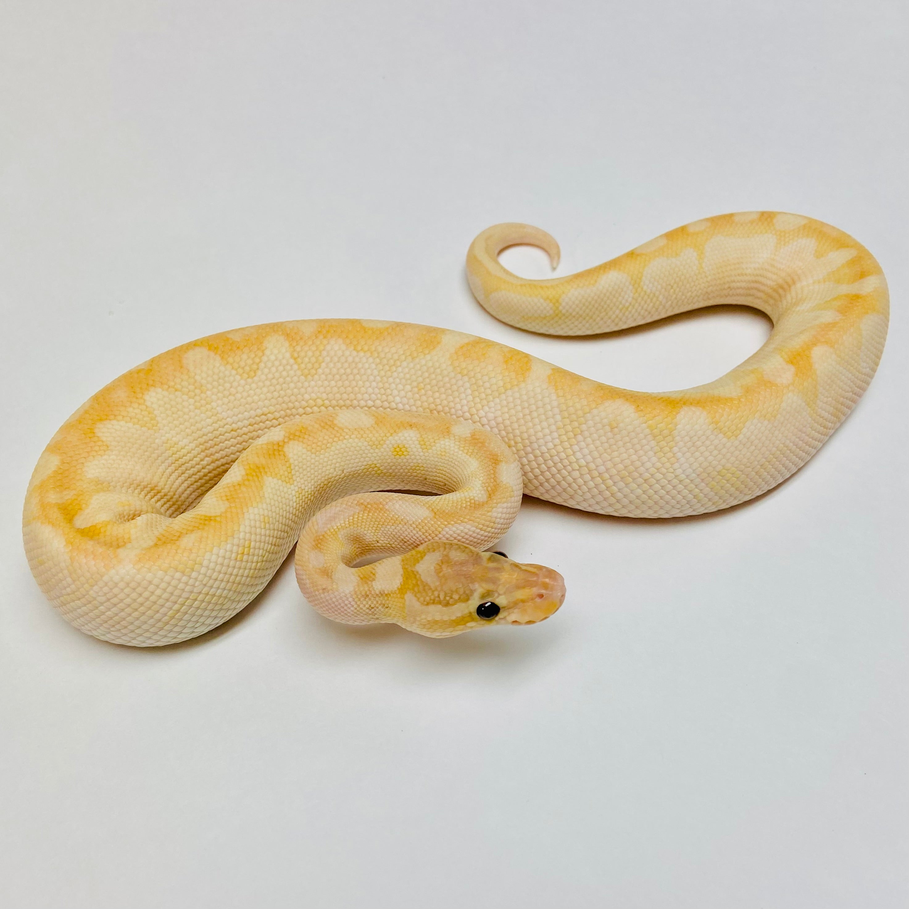 Ball Pythons for Sale at BHB Reptiles - High Quality & Wide Variety in ...