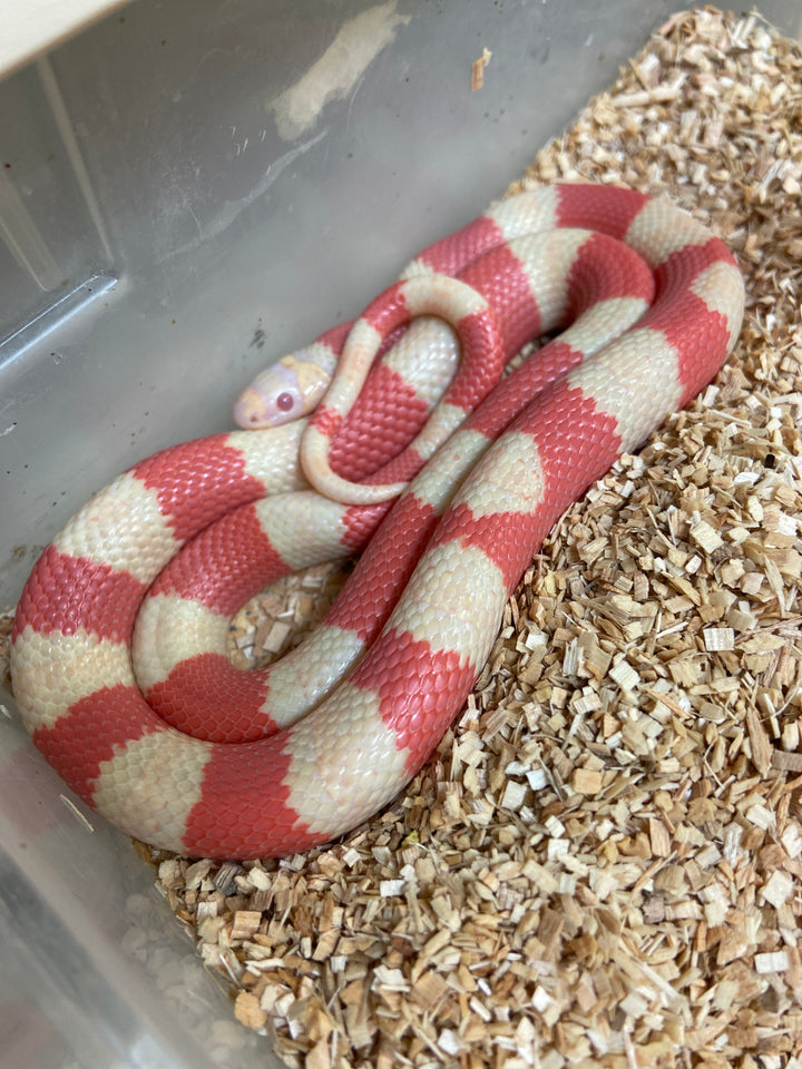 Milk Snakes For Sale - BHB Reptiles
