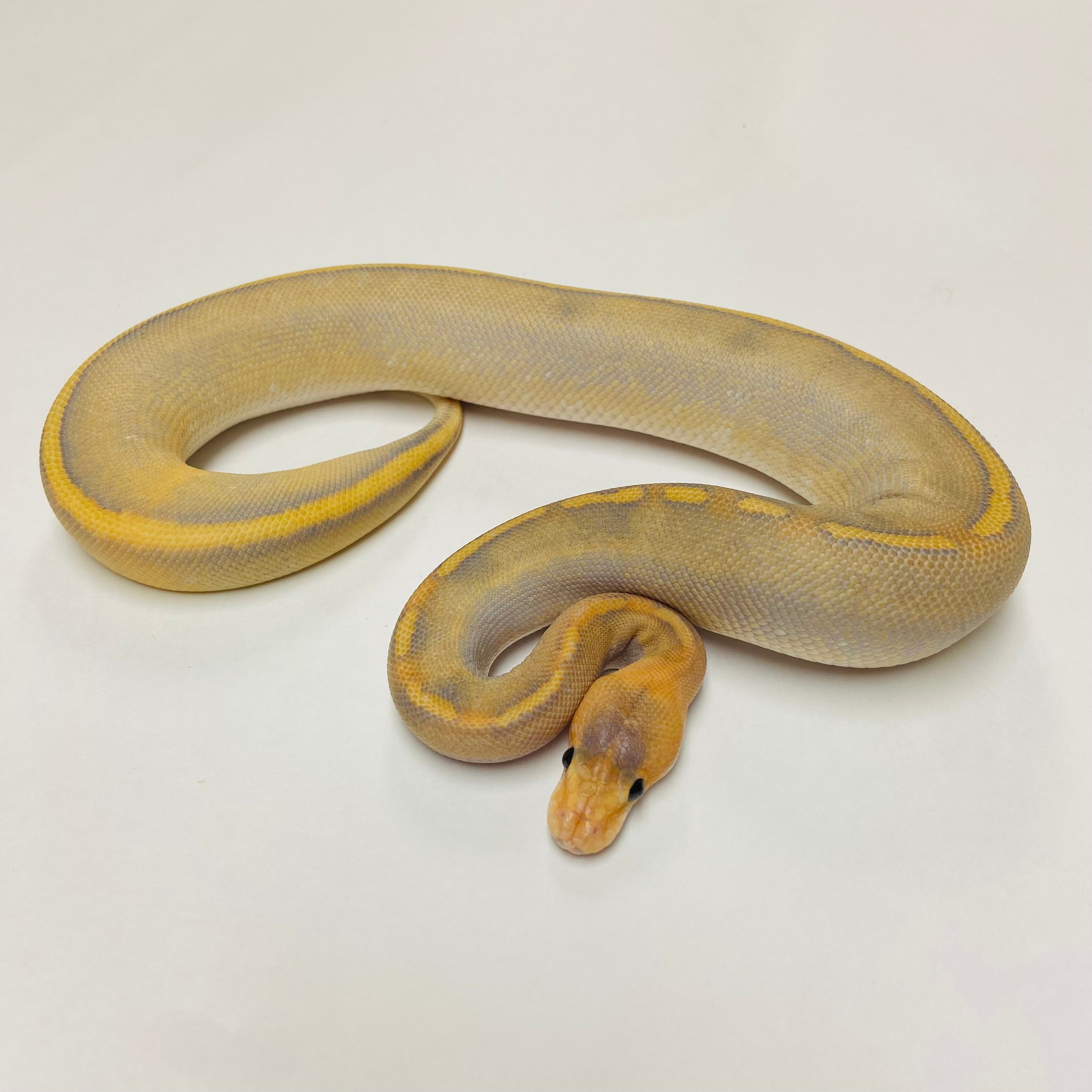 Ball Pythons for Sale at BHB Reptiles - High Quality & Wide Variety in ...