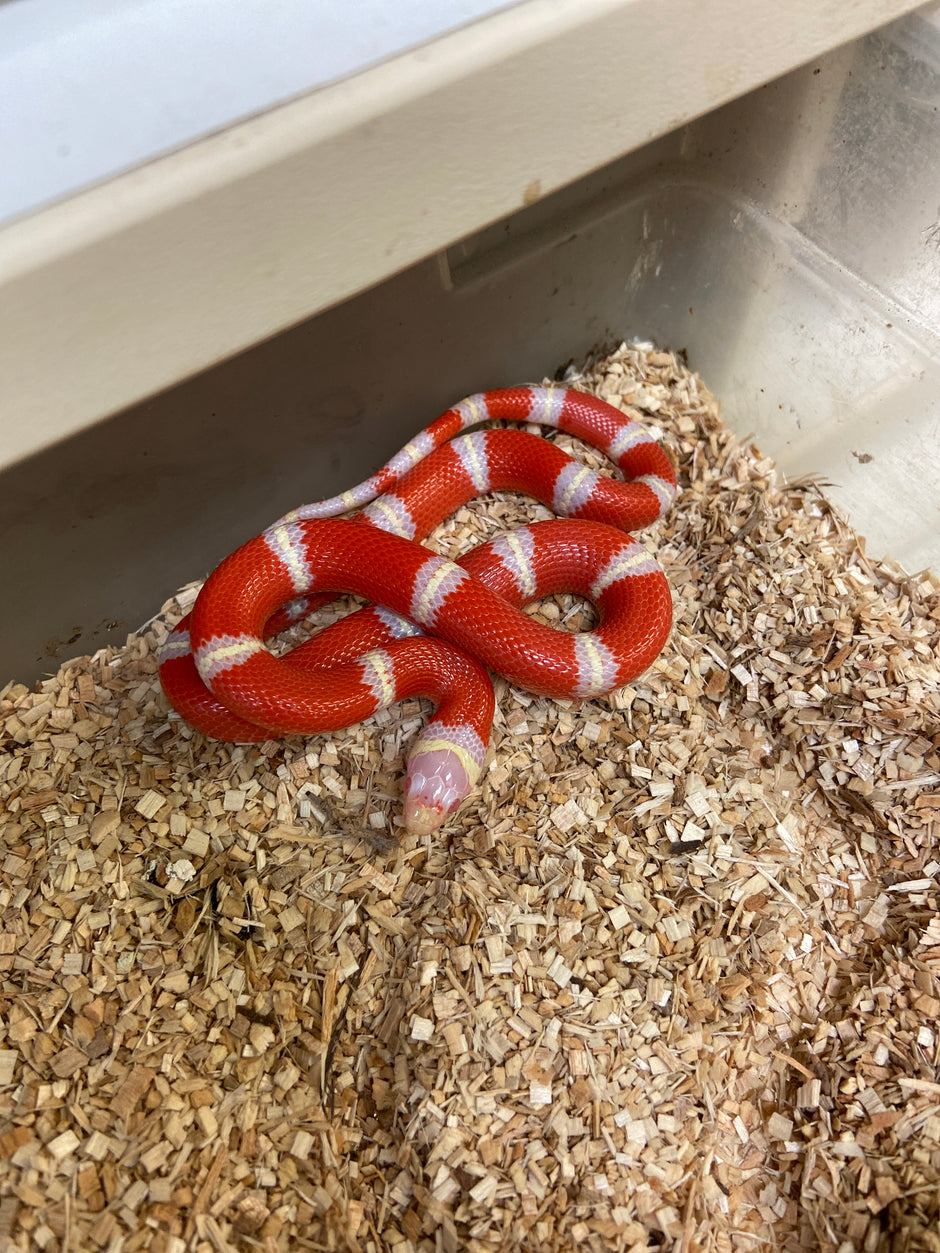 Milk Snakes For Sale - BHB Reptiles
