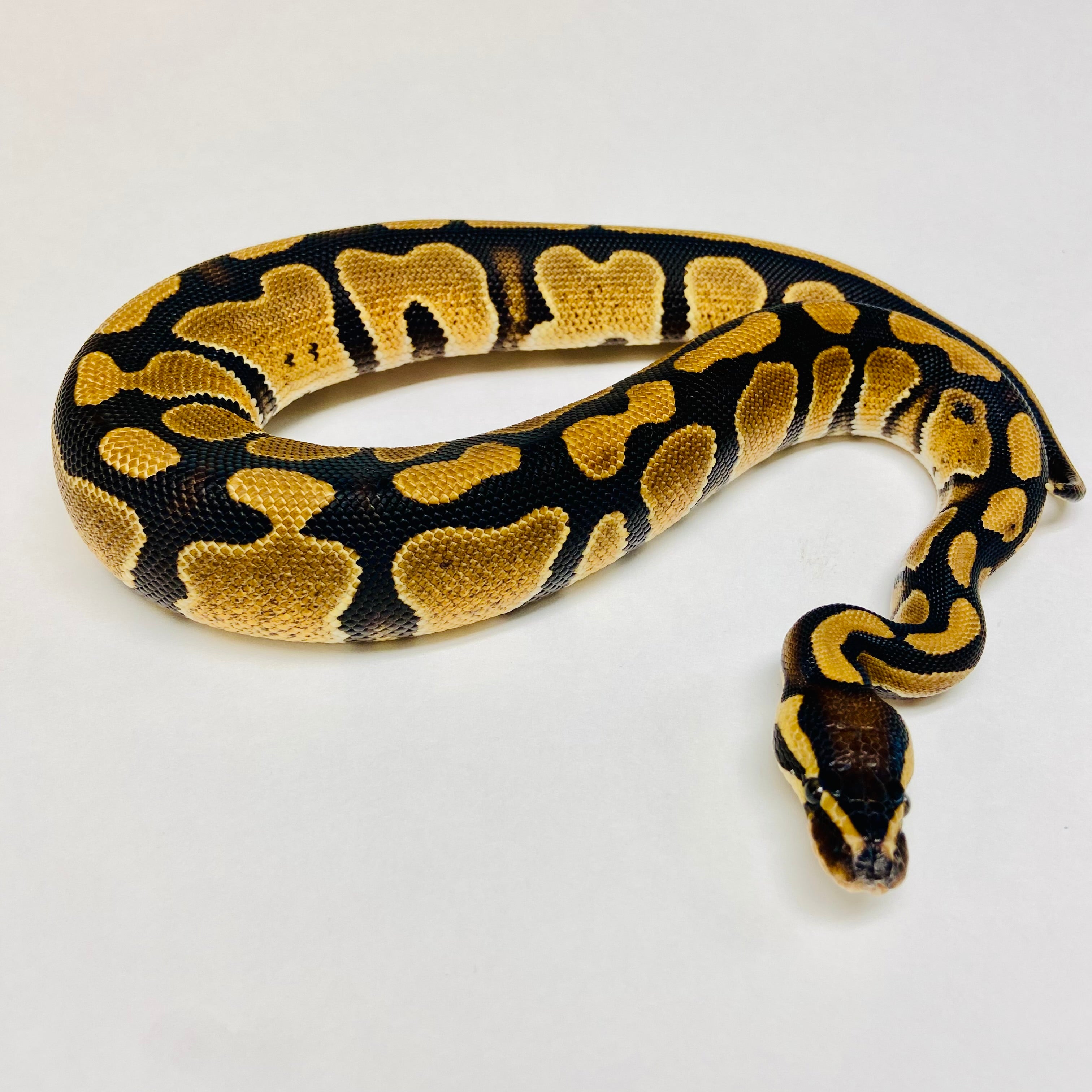 Ball Pythons for Sale at BHB Reptiles - High Quality & Wide Variety in ...