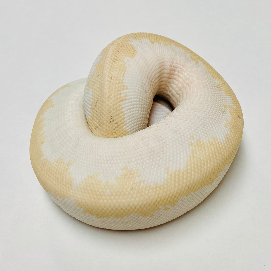 Ball Pythons for Sale at BHB Reptiles - High Quality & Wide Variety in ...