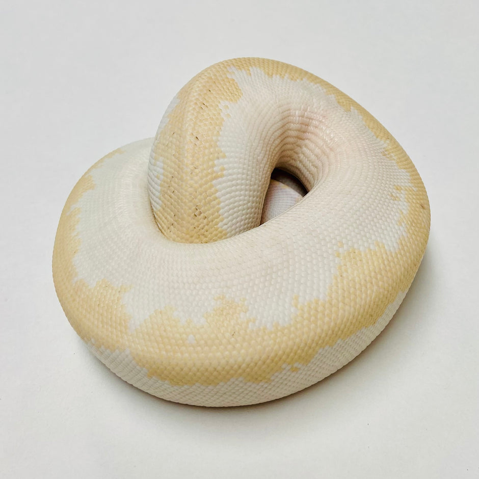 Ball Pythons for Sale at BHB Reptiles - High Quality & Wide Variety in ...