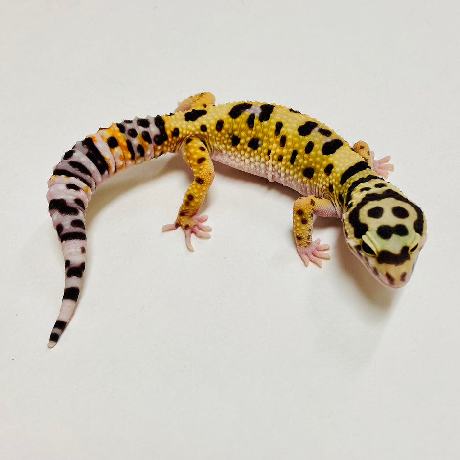 Leopard Geckos for Sale at BHB! Top Quality & Vast Selection in the US ...