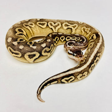 Ball Pythons for Sale at BHB Reptiles - High Quality & Wide Variety in ...