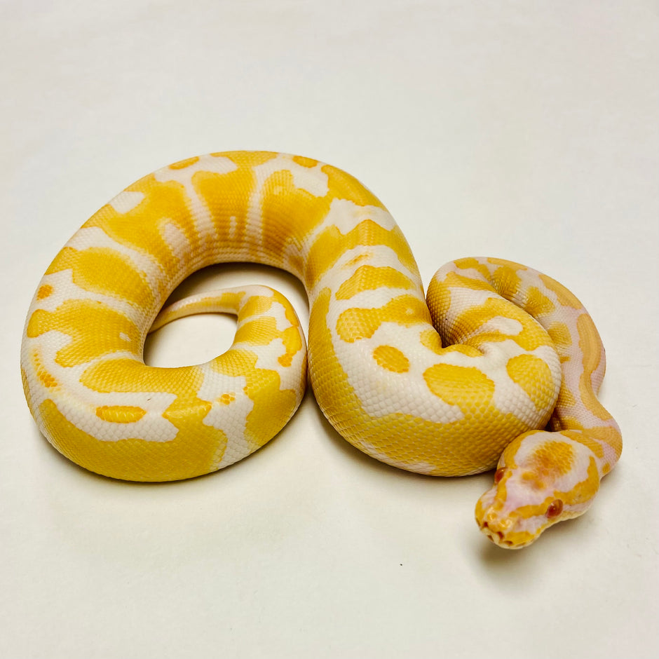 Ball Pythons for Sale at BHB Reptiles - High Quality & Wide Variety in ...