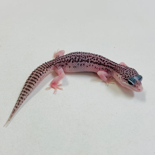 2023 Leopard Geckos – BHB Reptiles