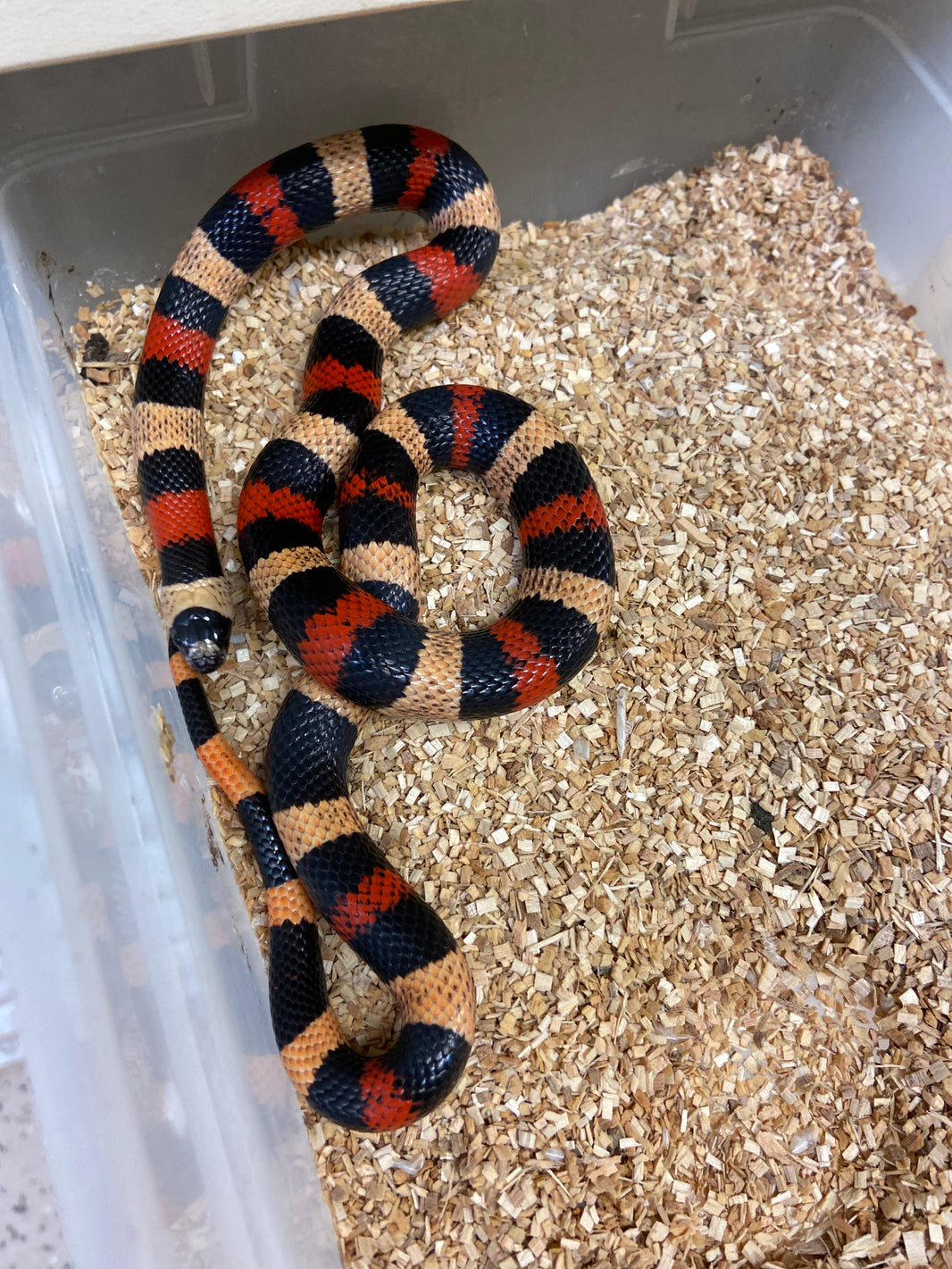 Milk Snakes For Sale - BHB Reptiles