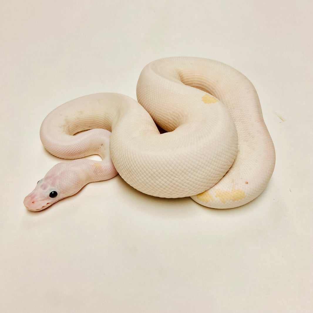 Ball Pythons for Sale at BHB Reptiles - High Quality & Wide Variety in ...