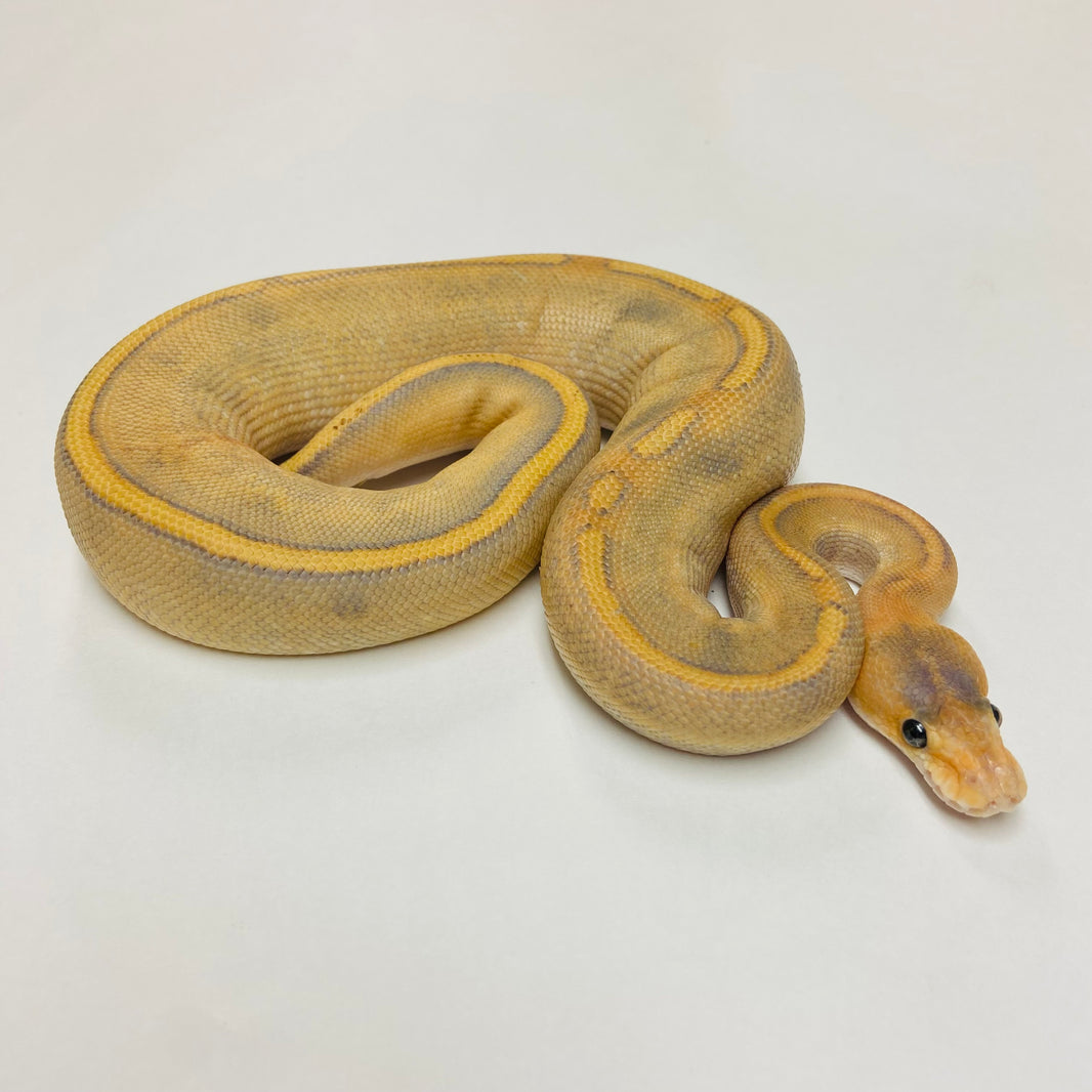 Ball Pythons for Sale at BHB Reptiles - High Quality & Wide Variety in ...