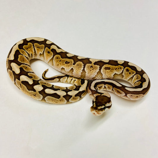 Ball Pythons for Sale at BHB Reptiles - High Quality & Wide Variety in ...