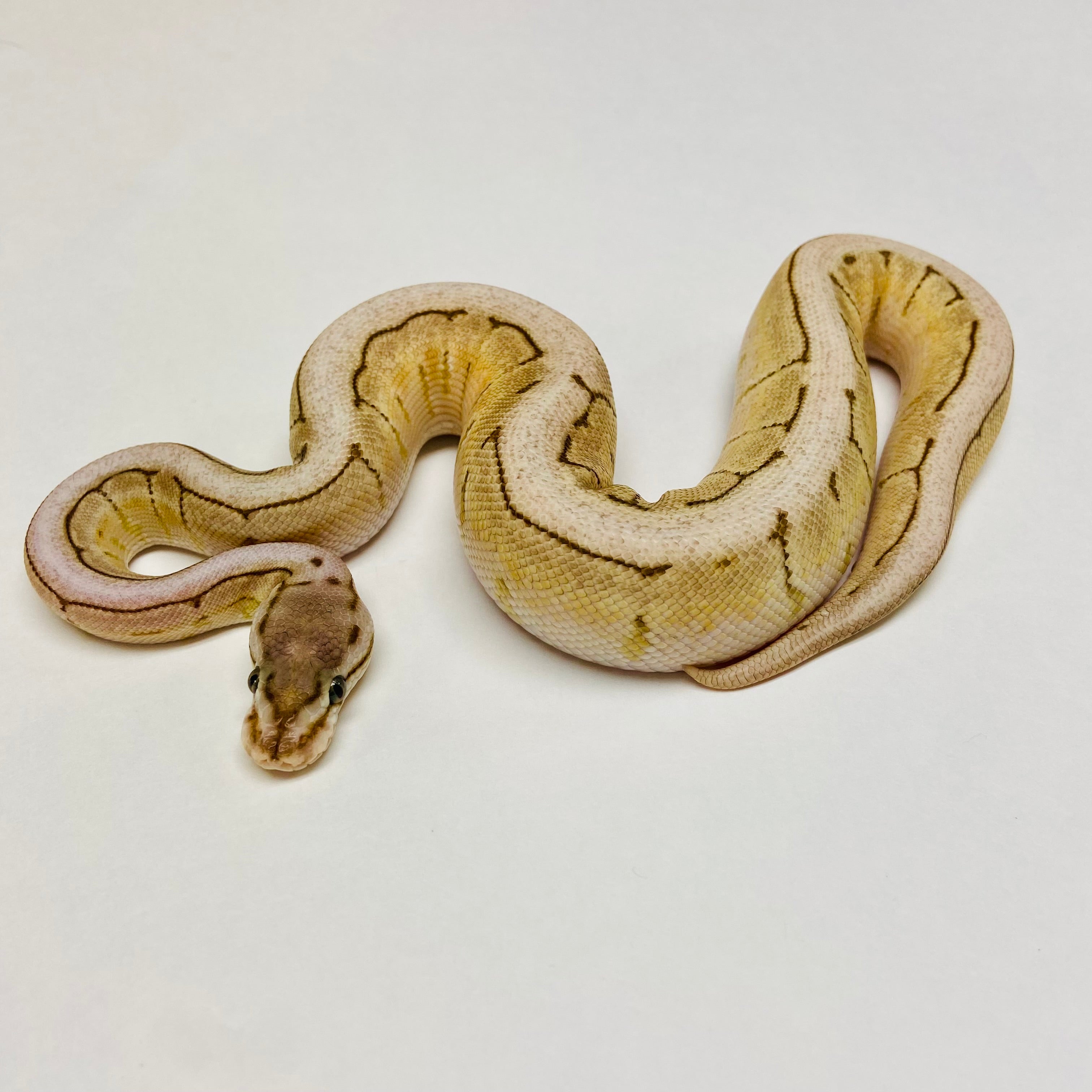 Ball Pythons for Sale at BHB Reptiles - High Quality & Wide Variety in ...
