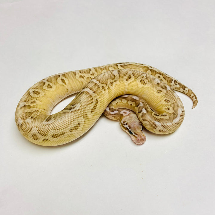 Ball Pythons for Sale at BHB Reptiles - High Quality & Wide Variety in ...