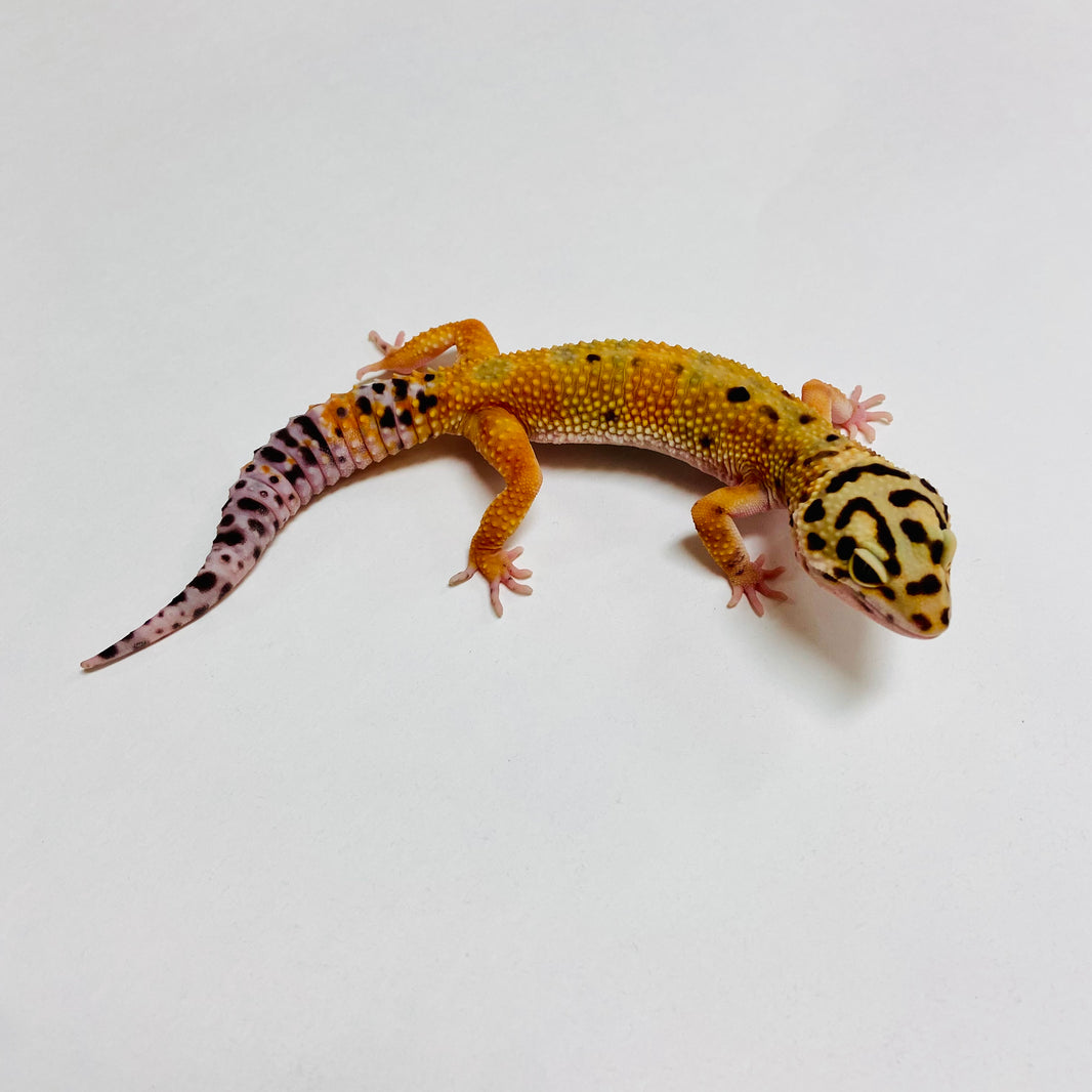 Leopard Geckos for Sale at BHB! Top Quality & Vast Selection in the US ...