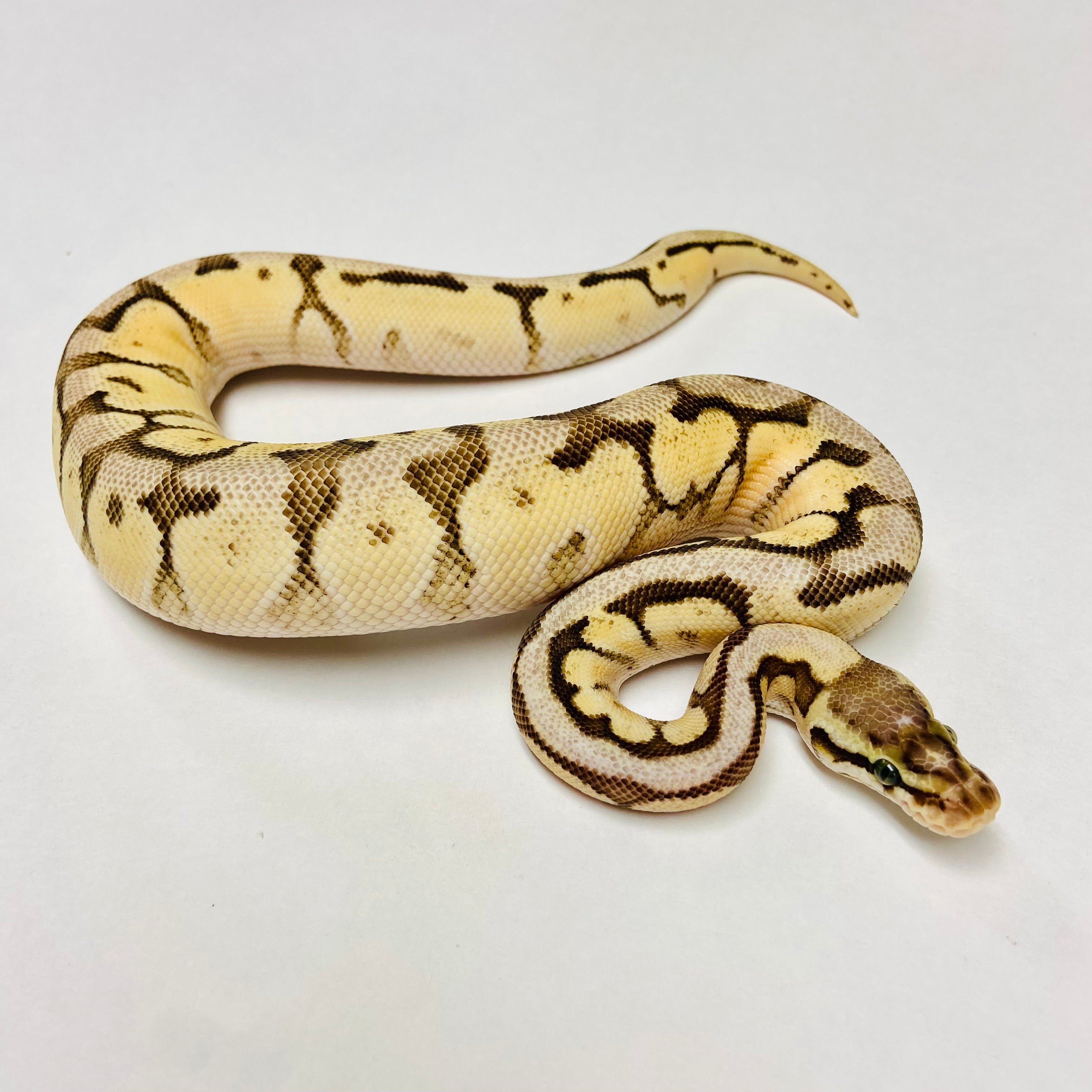 Ball Pythons for Sale at BHB Reptiles - High Quality & Wide Variety in ...