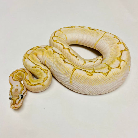 Ball Pythons for Sale at BHB Reptiles - High Quality & Wide Variety in ...