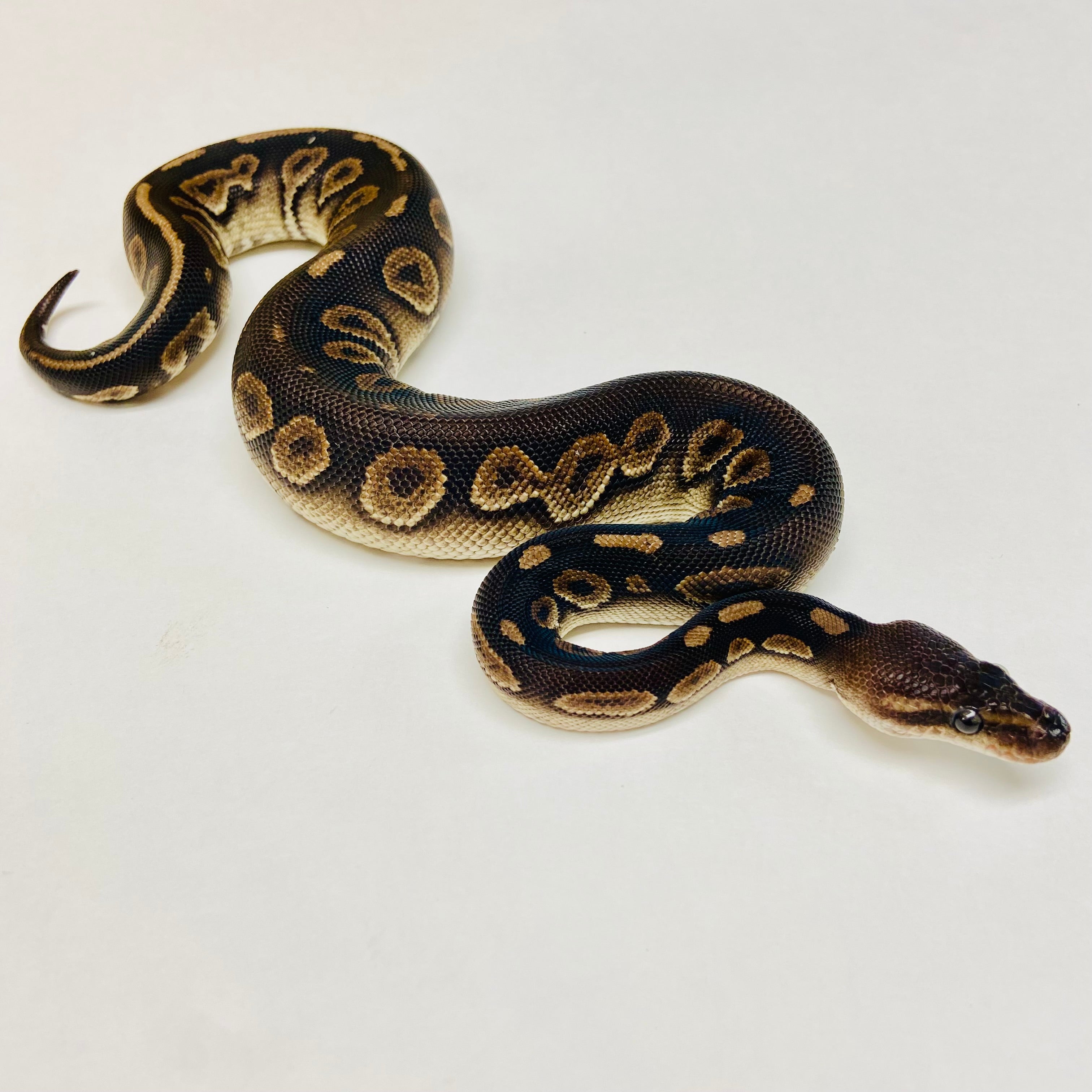 Ball Pythons for Sale at BHB Reptiles - High Quality & Wide Variety in ...