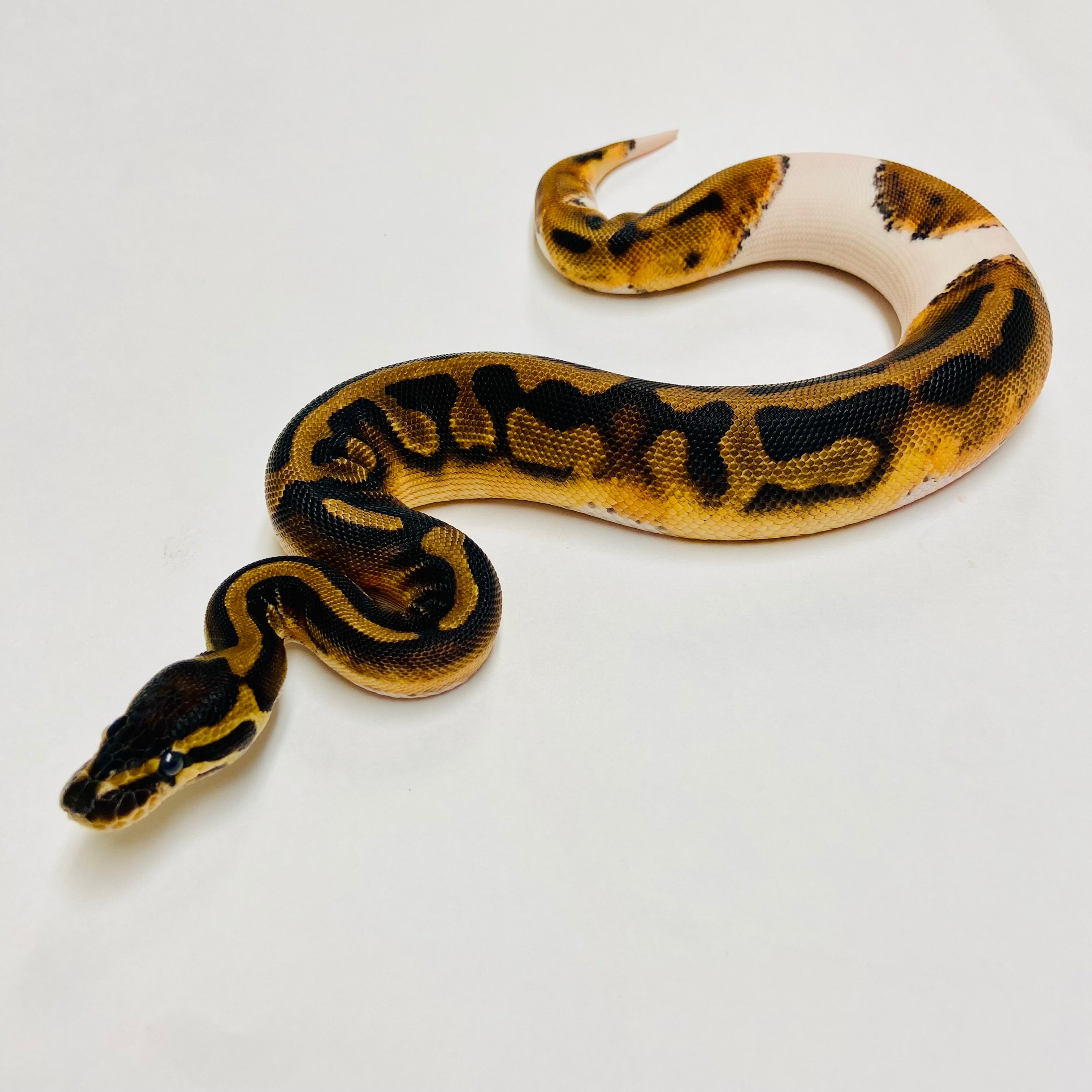 Ball Pythons for Sale at BHB Reptiles - High Quality & Wide Variety in ...