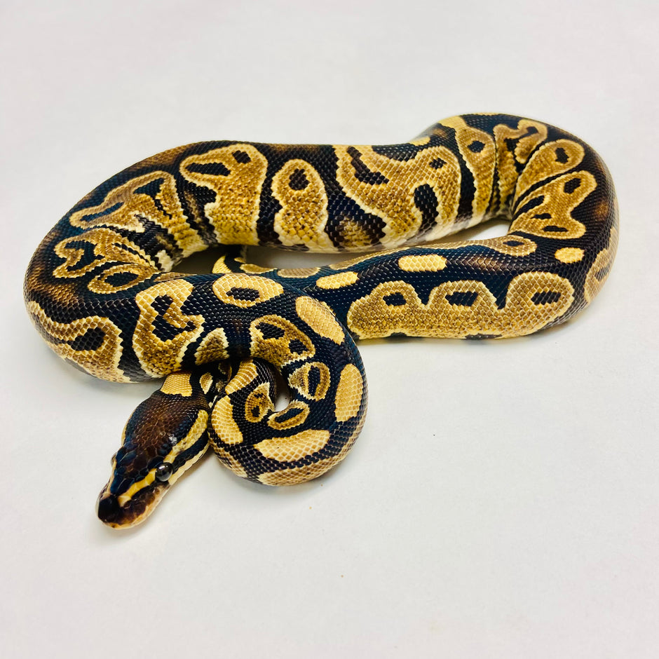 Ball Pythons for Sale at BHB Reptiles - High Quality & Wide Variety in ...
