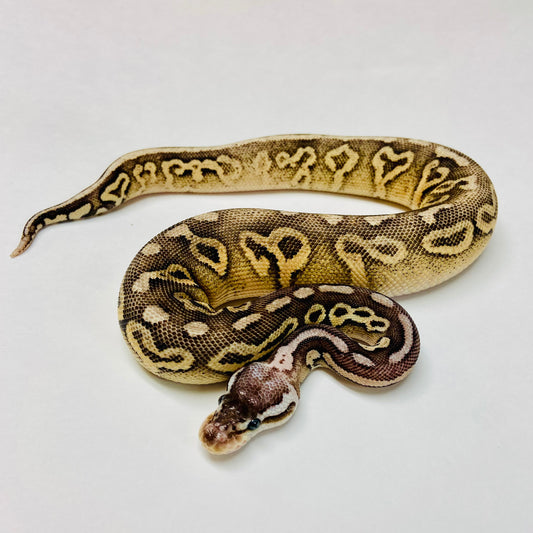 Ball Pythons for Sale at BHB Reptiles - High Quality & Wide Variety in the US – Page 2