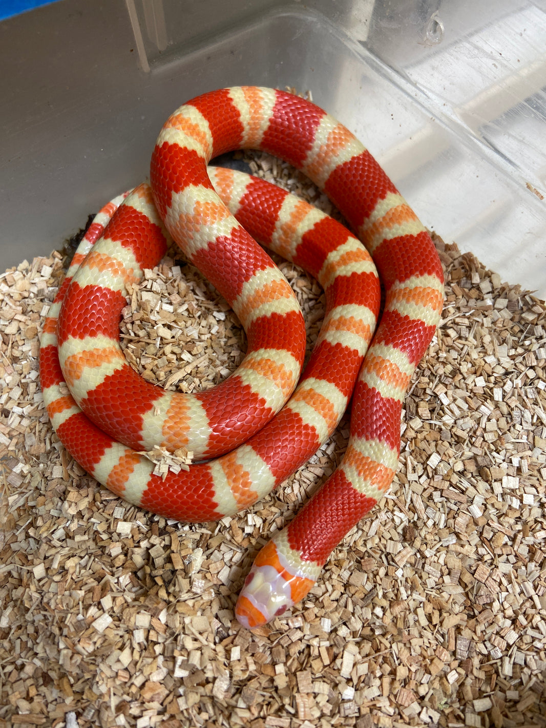 Milk Snakes For Sale - BHB Reptiles