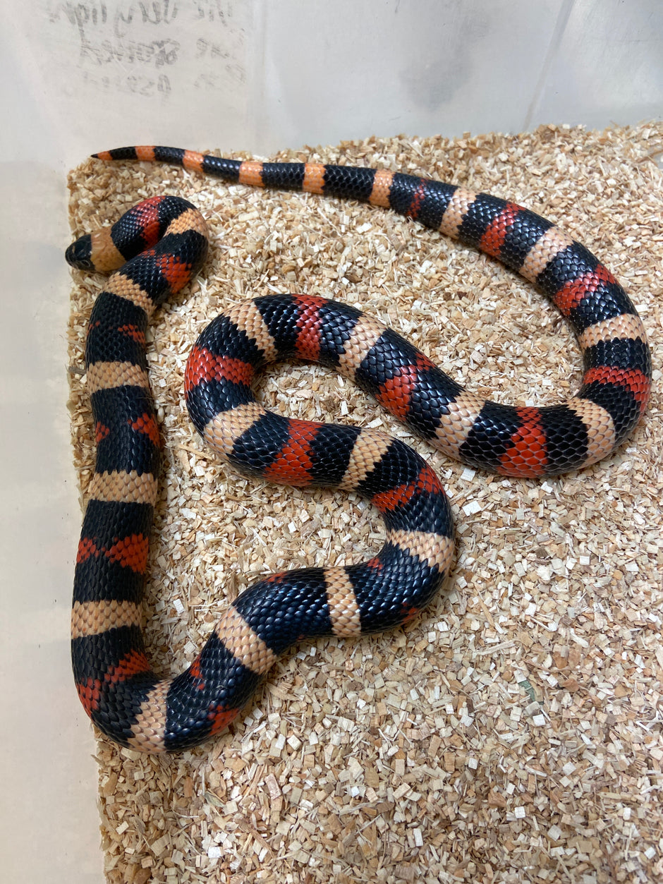 Milk Snakes For Sale - BHB Reptiles