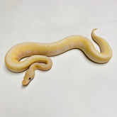 Ball Pythons for Sale at BHB Reptiles - High Quality & Wide Variety in ...