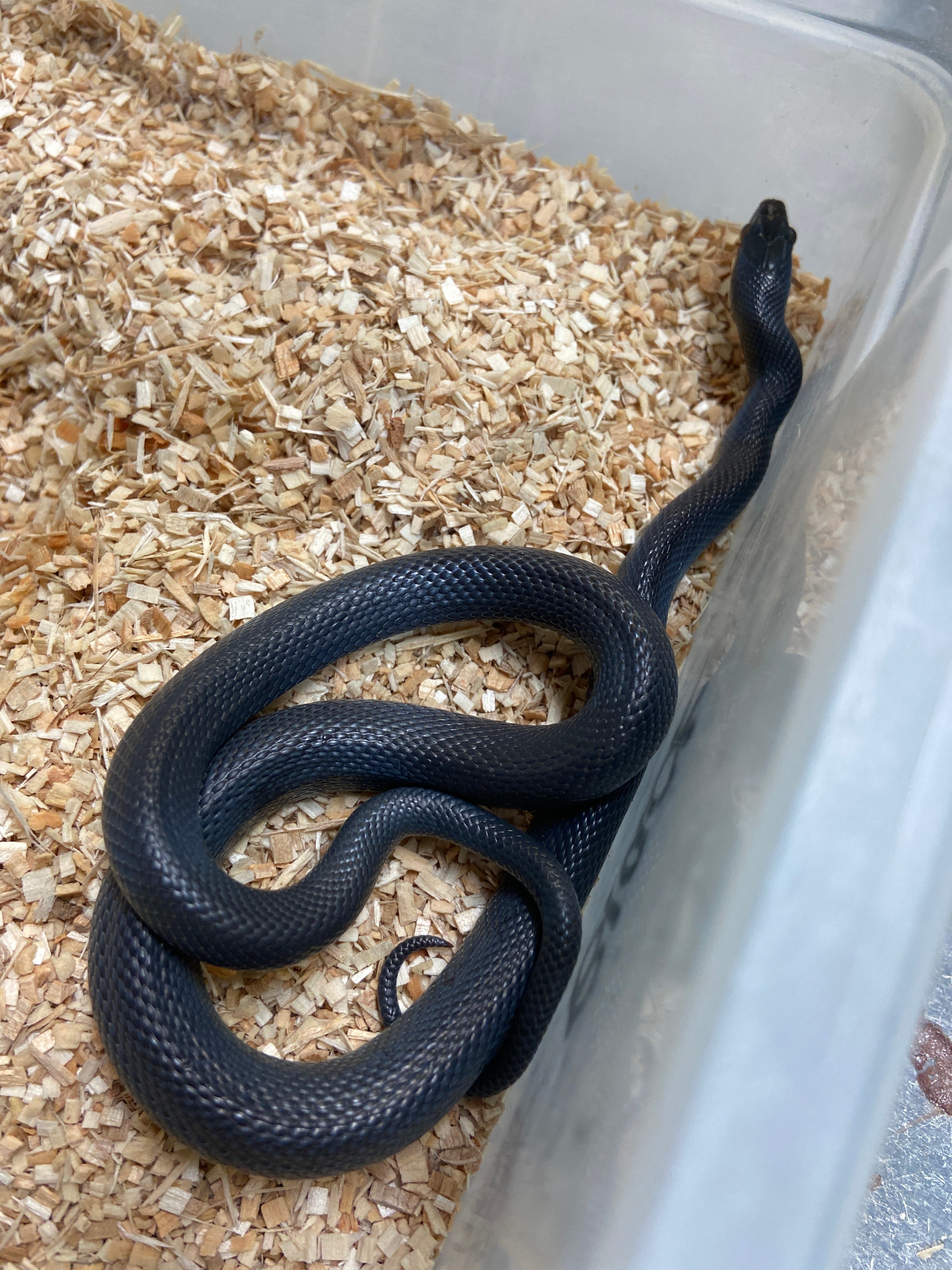 House Snakes – BHB Reptiles