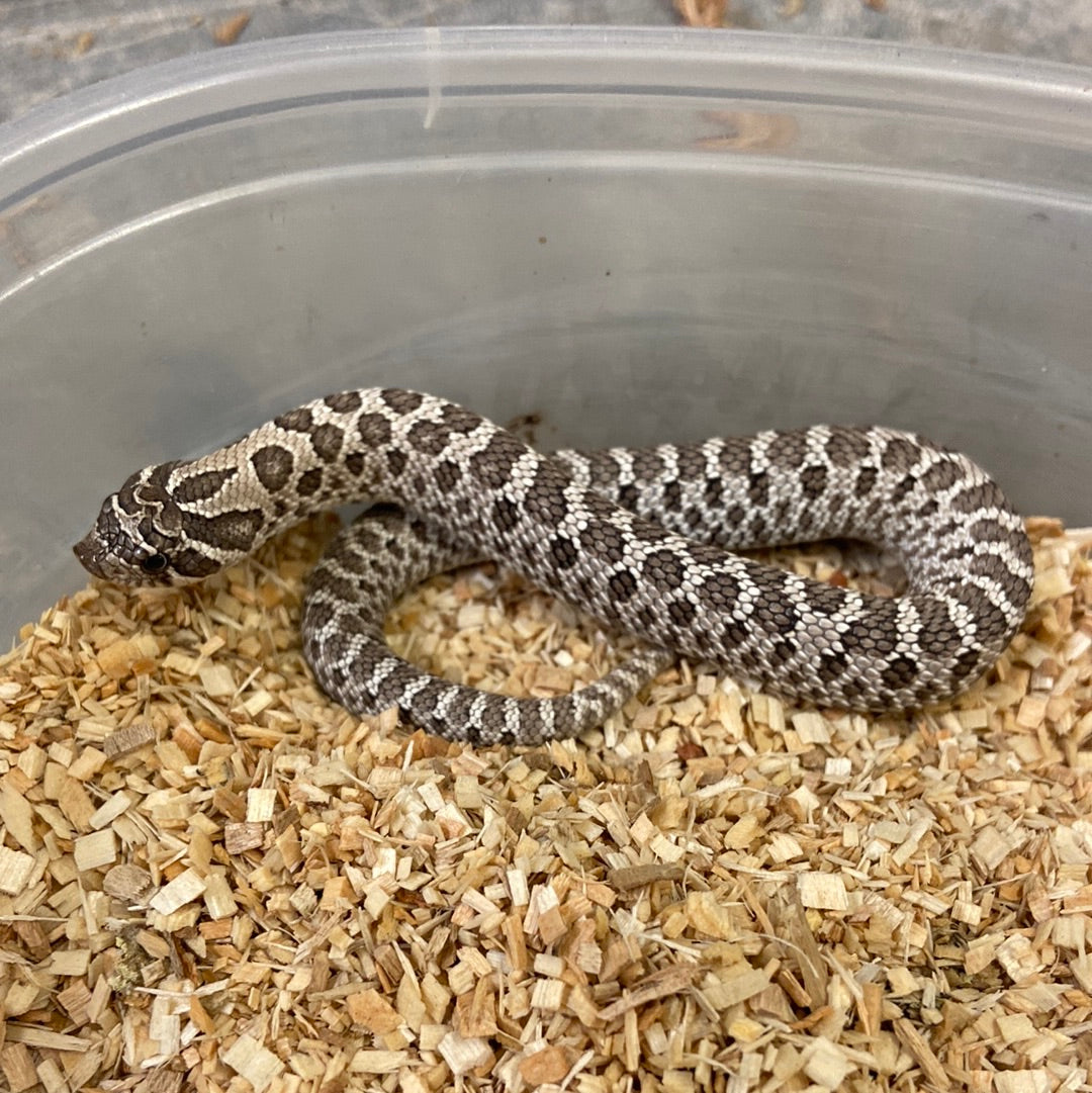 Hognose Snakes For Sale I Purchase Your Hognose Snake Online Or Pickup ...