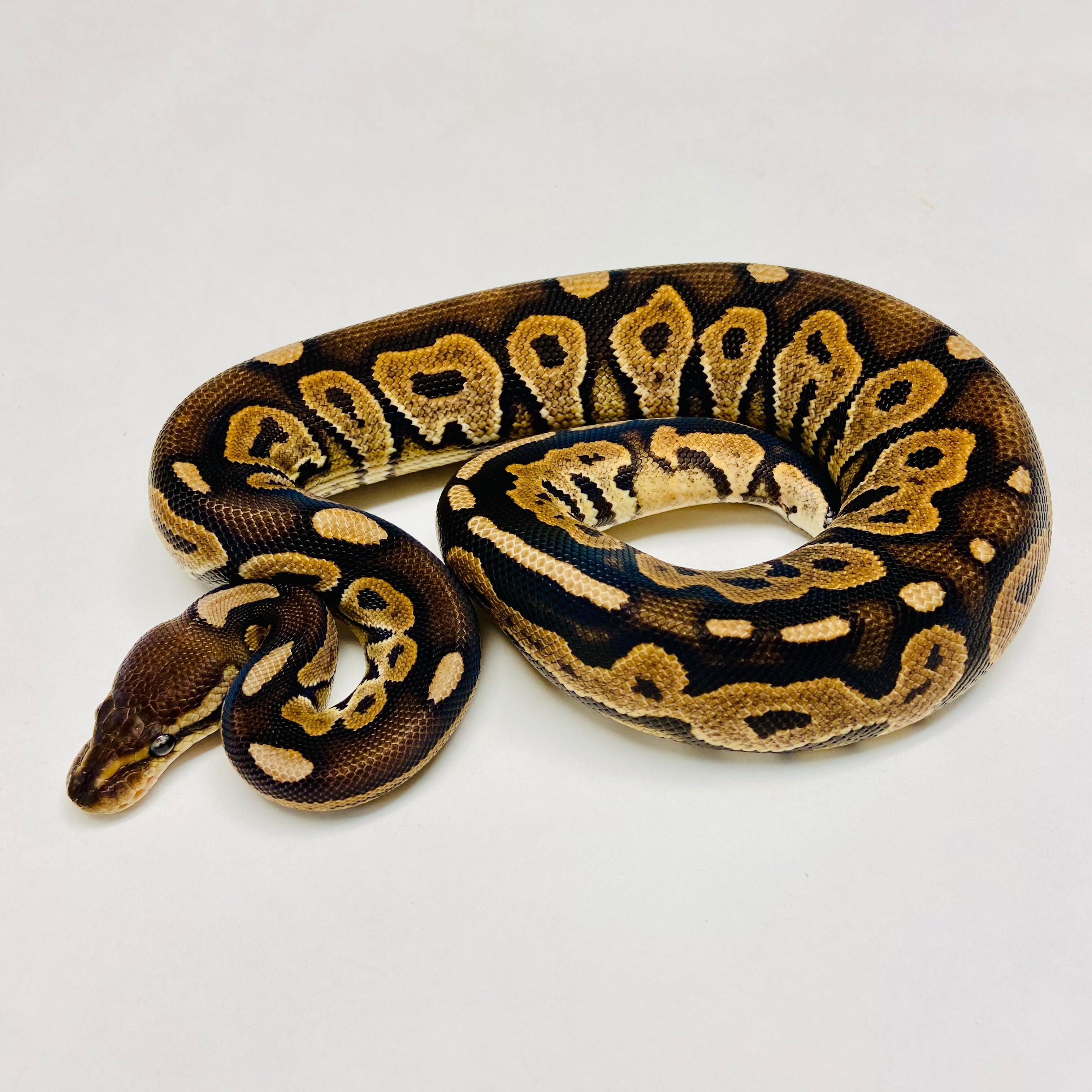 Ball Pythons for Sale at BHB Reptiles - High Quality & Wide Variety in ...
