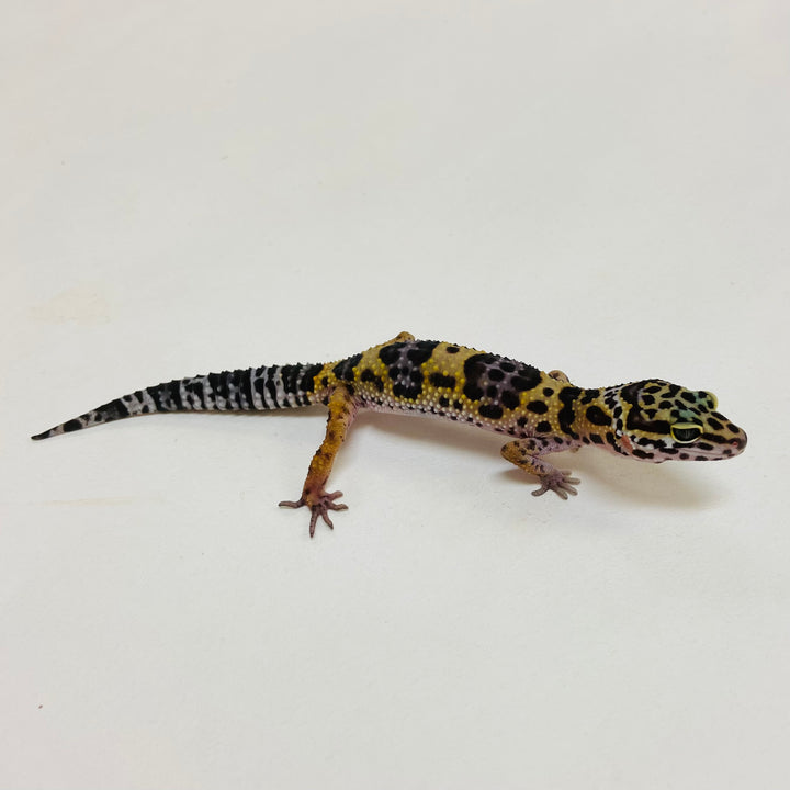 Leopard Geckos for Sale at BHB! Top Quality & Vast Selection in the US ...